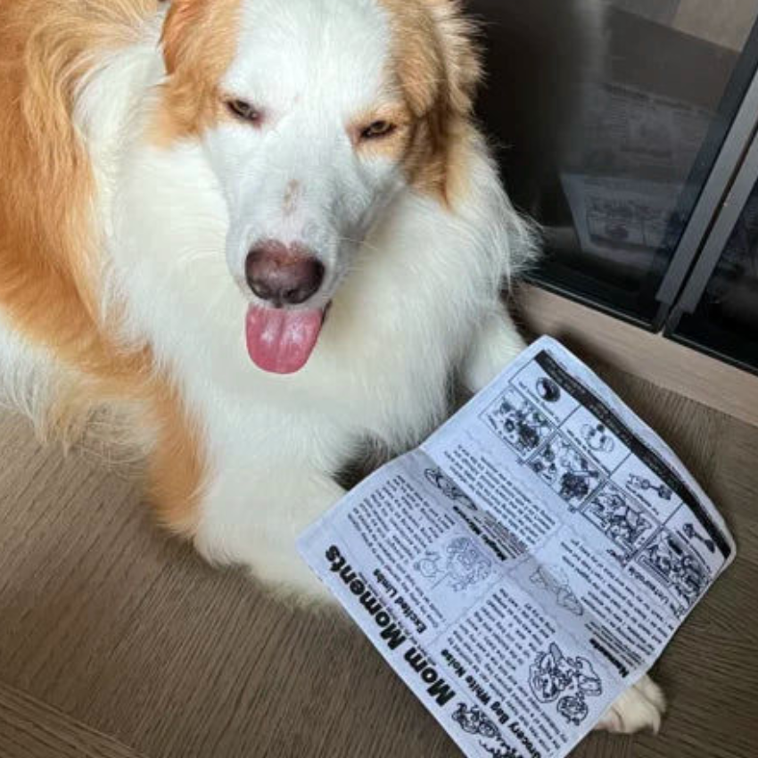 The Woof Weekly Crinkle Play – Moiasun